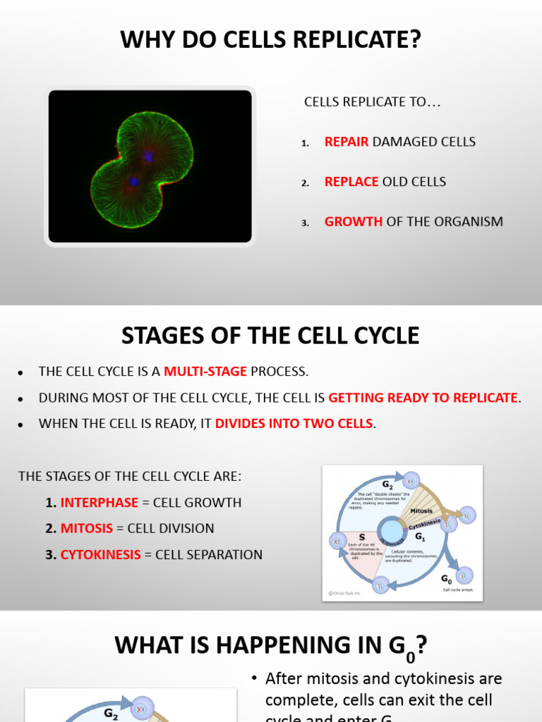 Cell Cycle, Mitosis, & Cancer Slides | PDF | Mitosis | Chromosome