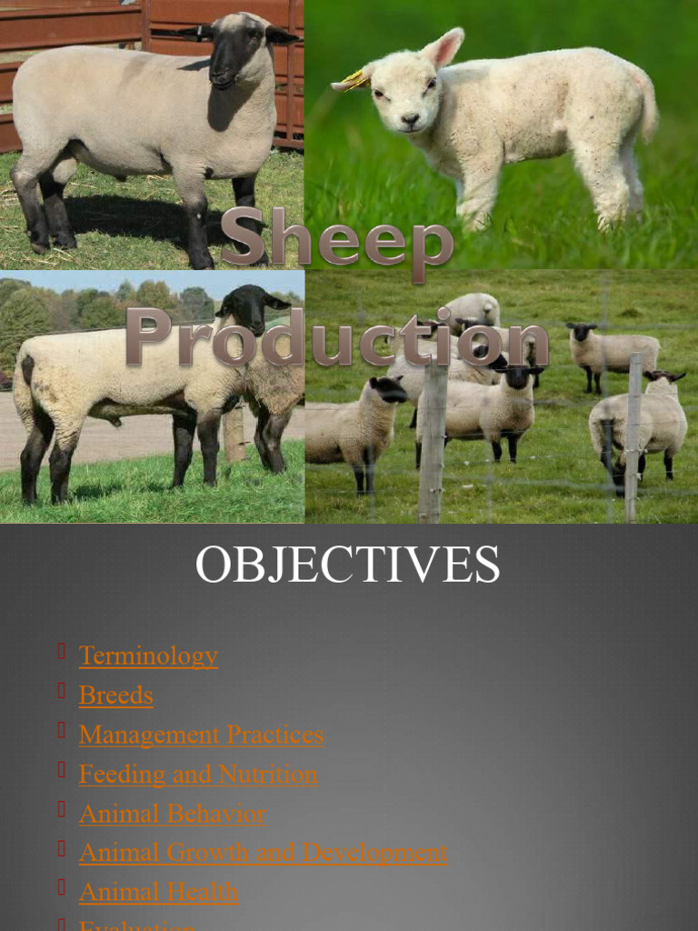 Sheep Production | PDF | Sheep | Livestock