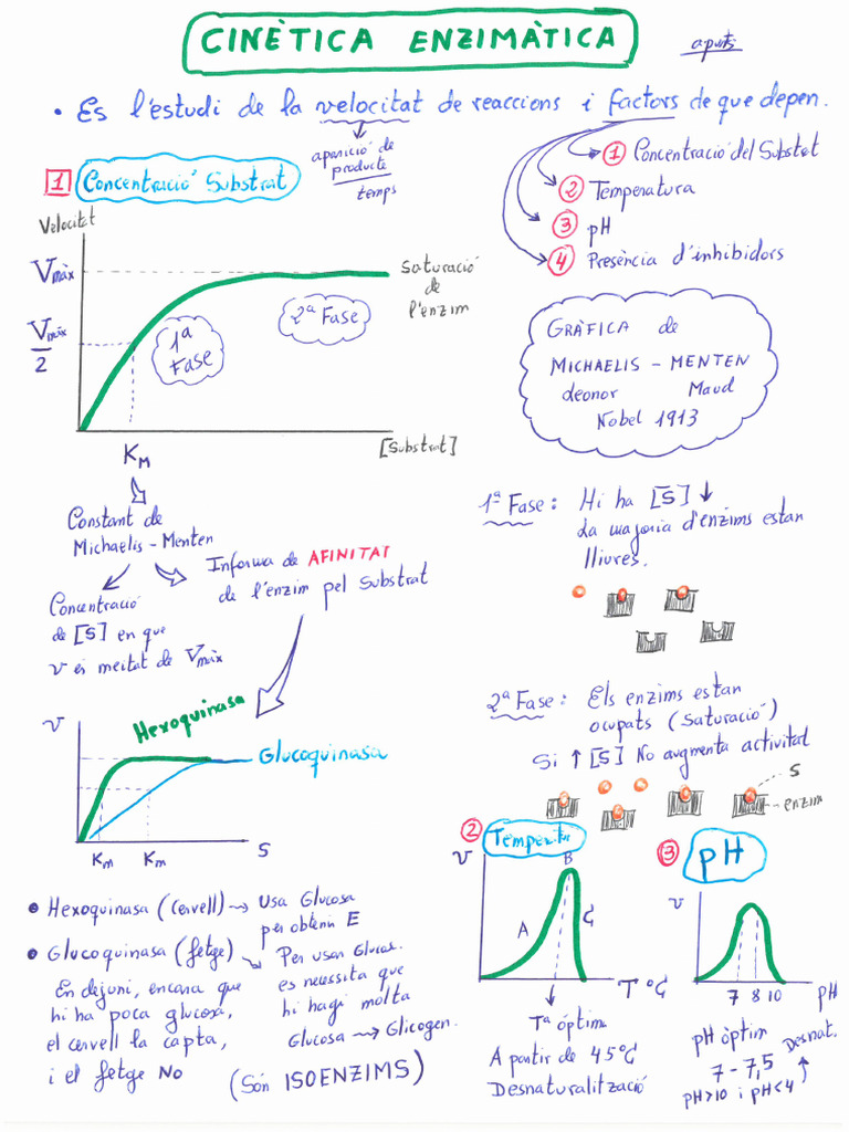 Cinètica Enzimàtica - Esquema | PDF