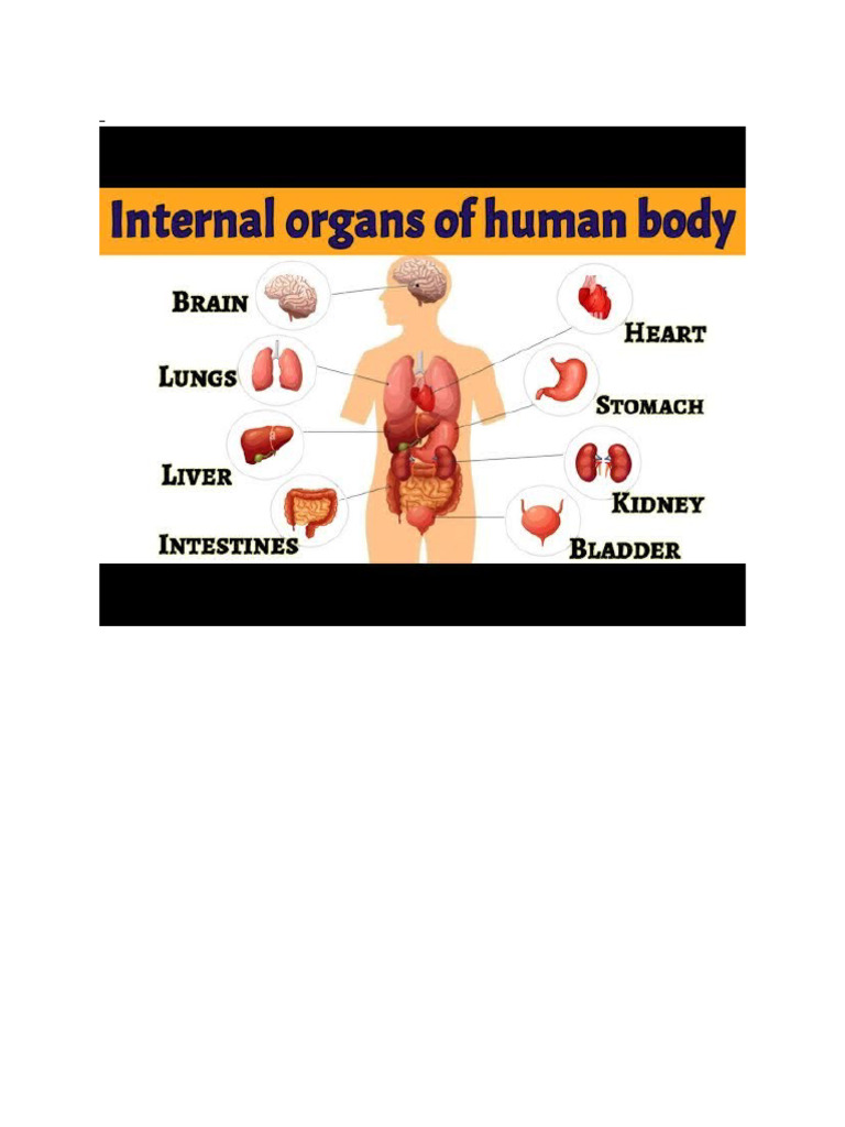 Human Body | PDF
