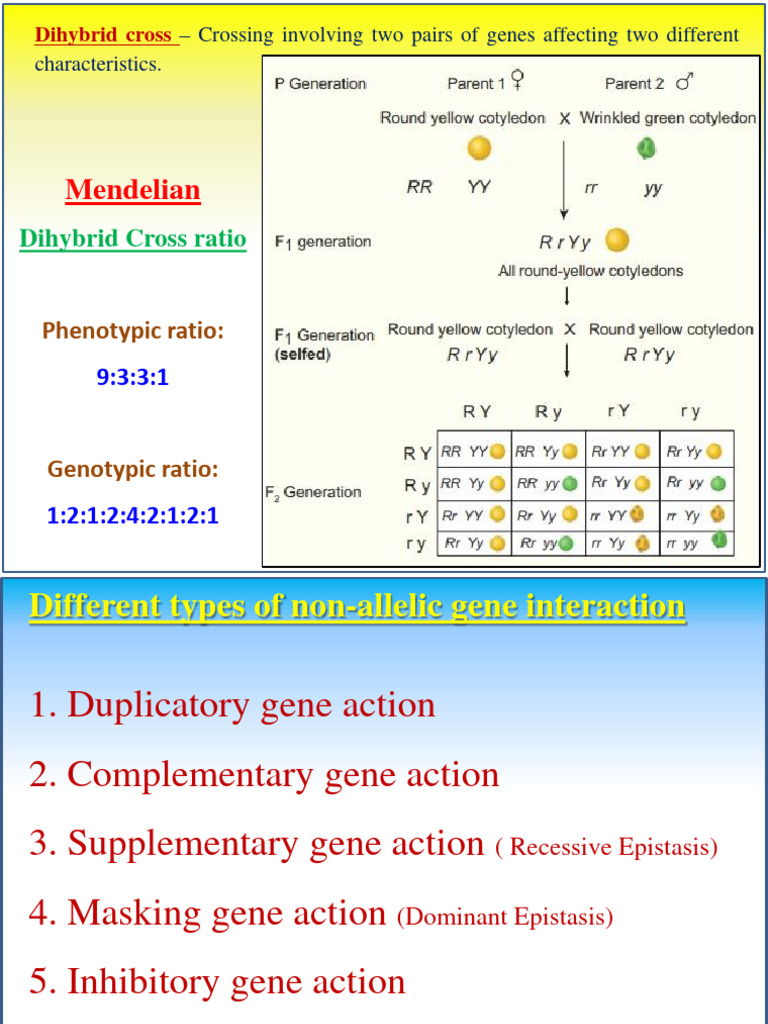 Advanced Genetics: Gene Interactions | PDF | Dominance (Genetics ...