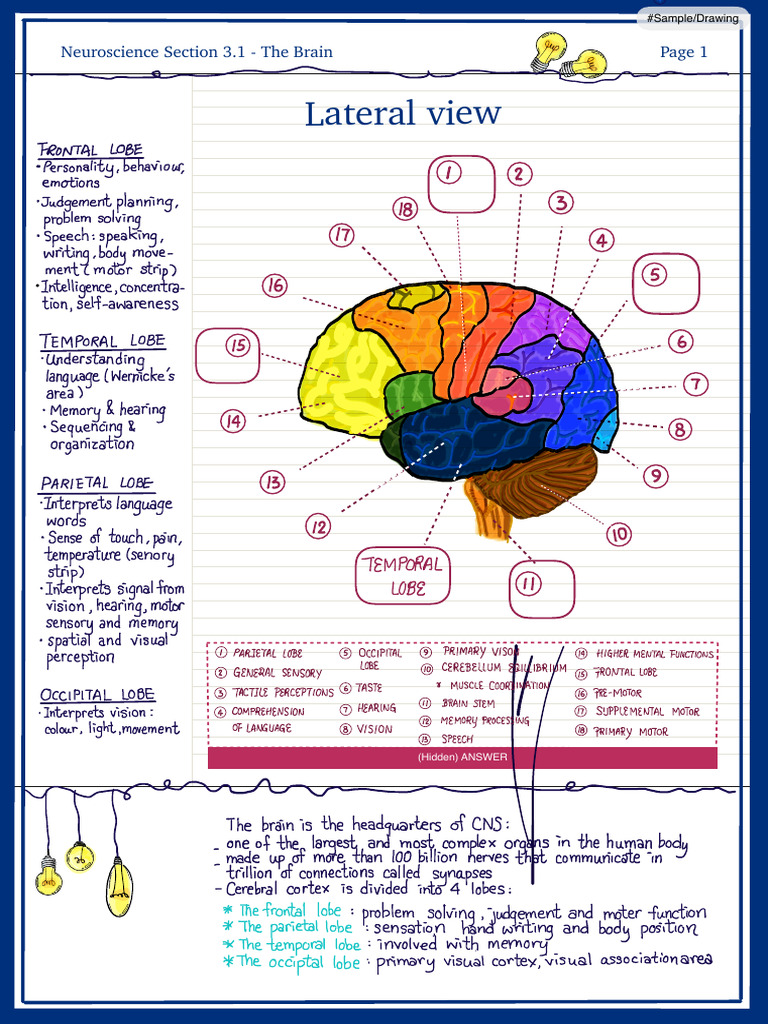 Study Notes Neurology | PDF | Neuroscience | Anatomy