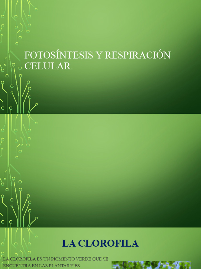 Fotosíntesis y Respiración Celular | PDF