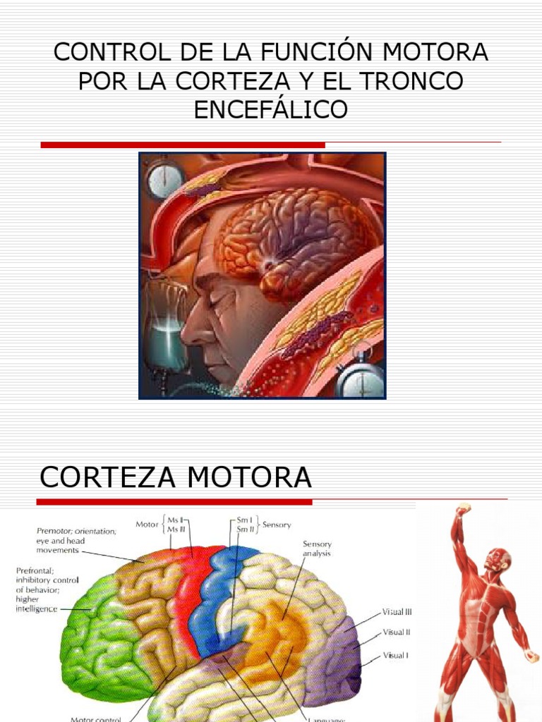 Clase8-Control Funcion Motora Por Corteza y Tronco Encefalico