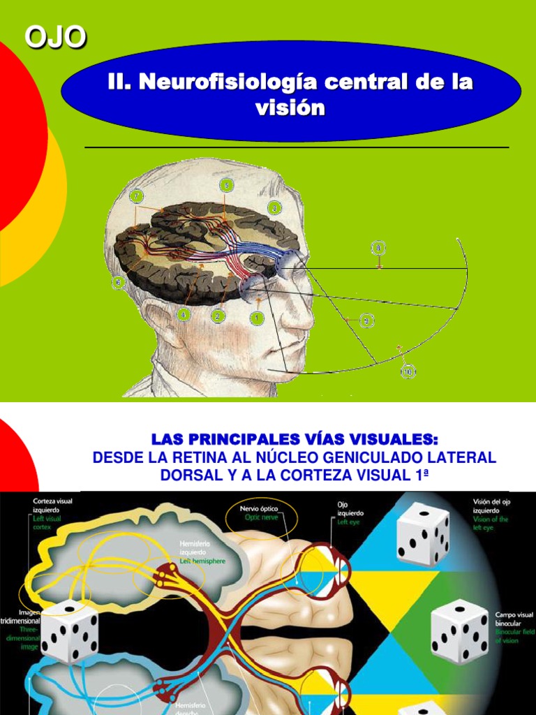 Clase17 El Ojo III Neurofisiologia Central de La Vision | PDF | Percepción visual | Corteza visual