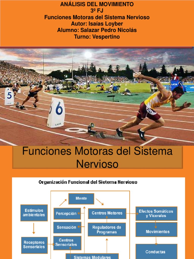 Funciones Motoras Del SN Loyber | PDF | Músculo | Sistema nervioso