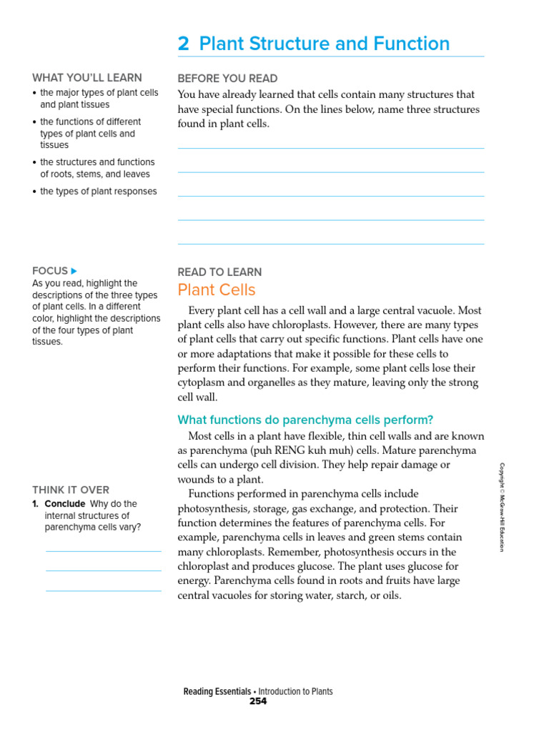 Reading Essential - Plant Structure and Function | PDF | Plant Stem | Leaf