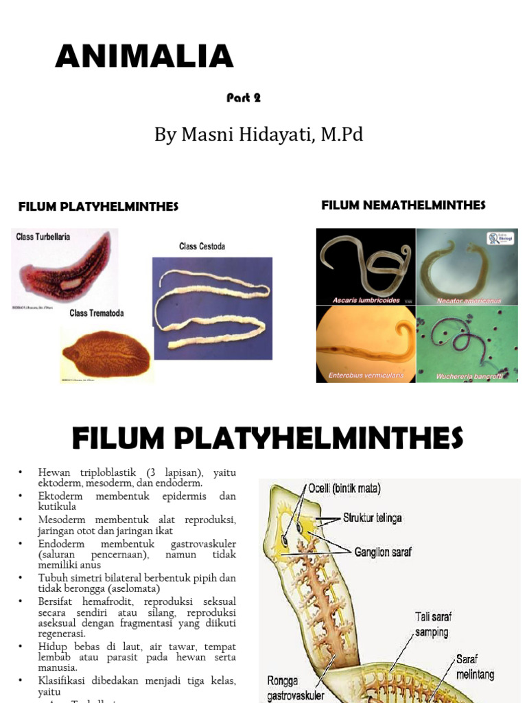 ANIMALIA Part 2 Platyhelminthes Dan Nema | PDF