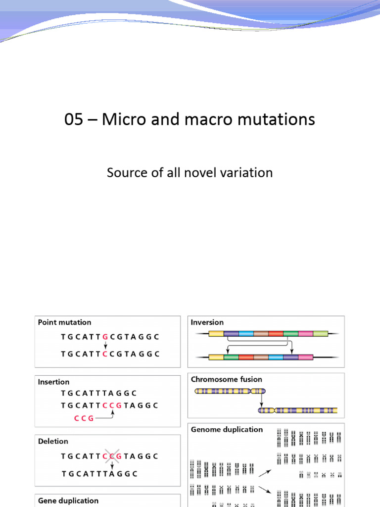 05 Mutations | PDF | Gene | Bacteria