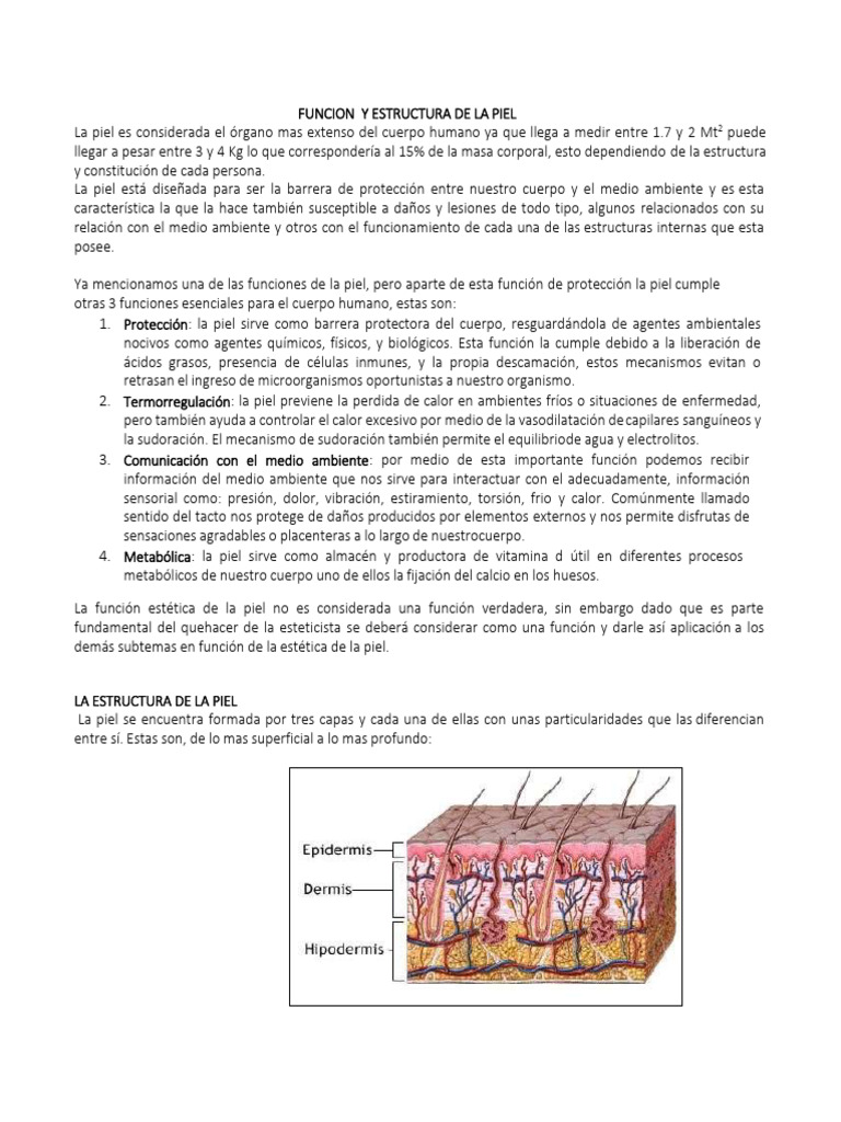 Estructura y funciones de la piel | PDF | Piel | Epidermis