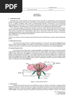 Internal Morphology of Roots | PDF | Root | Plant Stem