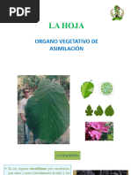 Estructura y Tipos de Limbo en Hojas | PDF | Hoja | Botánica