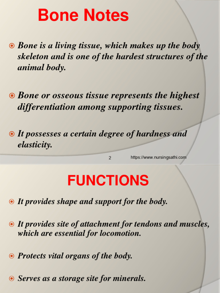 Bone Notes | PDF | Bone | Osteoblast