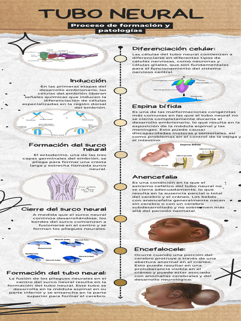 Tubo Neural | PDF | Sistema nervioso | Cerebro