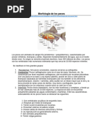 Tipos y funciones de las aletas en peces | PDF | Pescado | Vertebrados ...