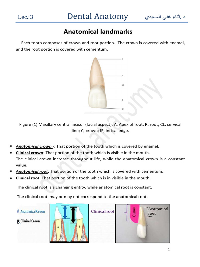 Anatomical Landmarks Lec 3 3 | Download Free PDF | Dental Anatomy | Tooth