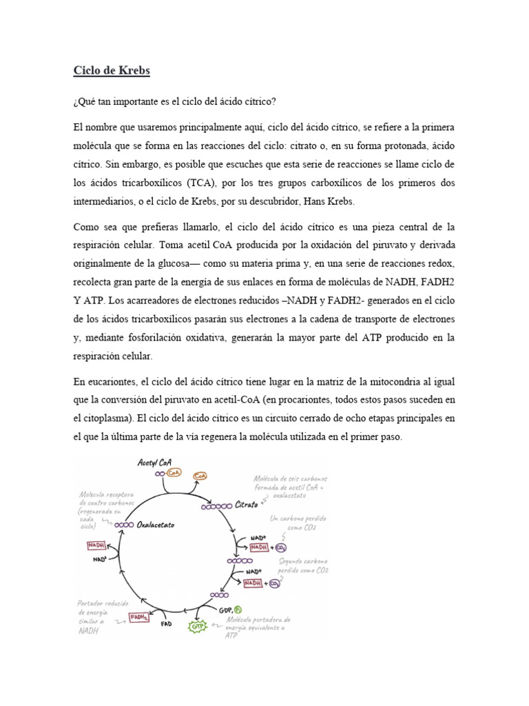 Ciclo de Krebs | PDF