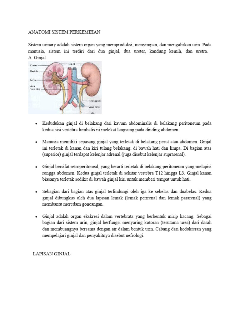 Anatomi Sistem Perkemihan | PDF