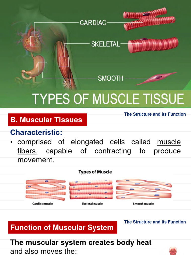 Types of Muscle Tissue | PDF