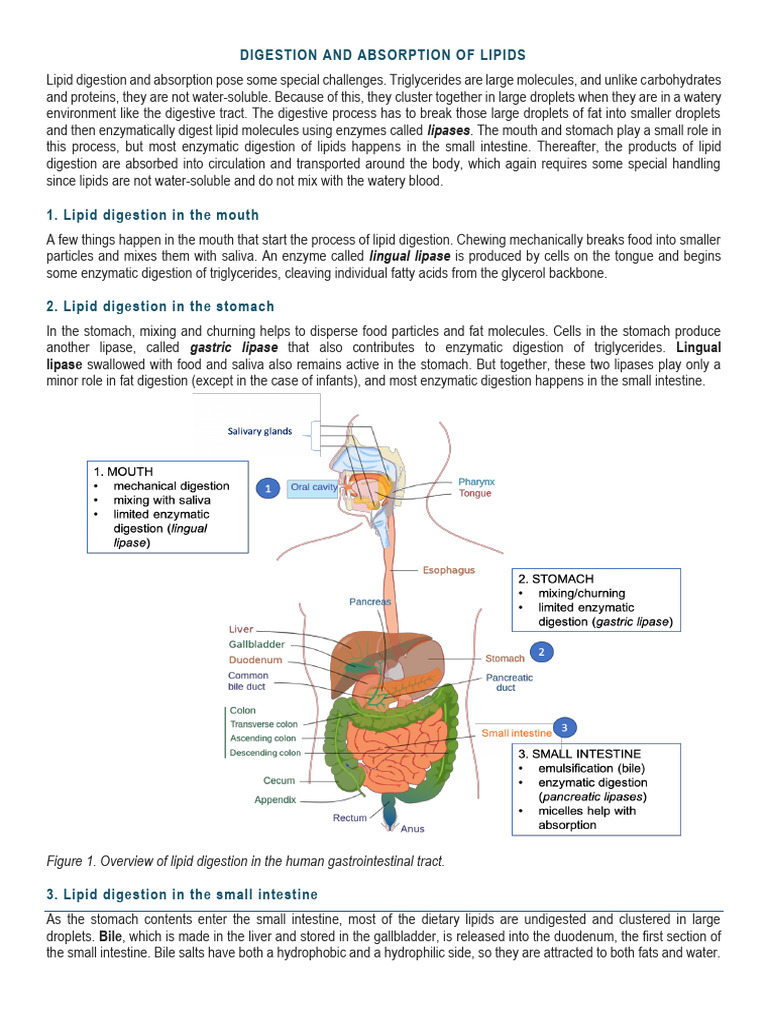 Digestion and Absorption of Lipids-1 | PDF | Digestion | Bile