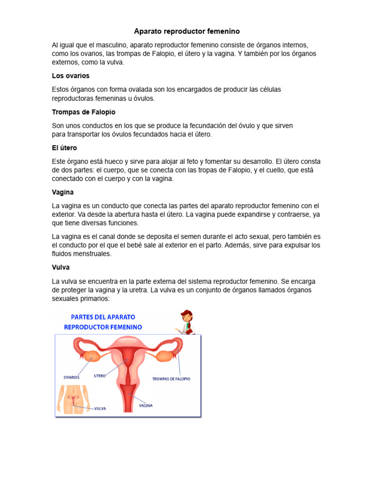 Aparato Reproductor Femenino | PDF | Sistema reproductivo | Vagina