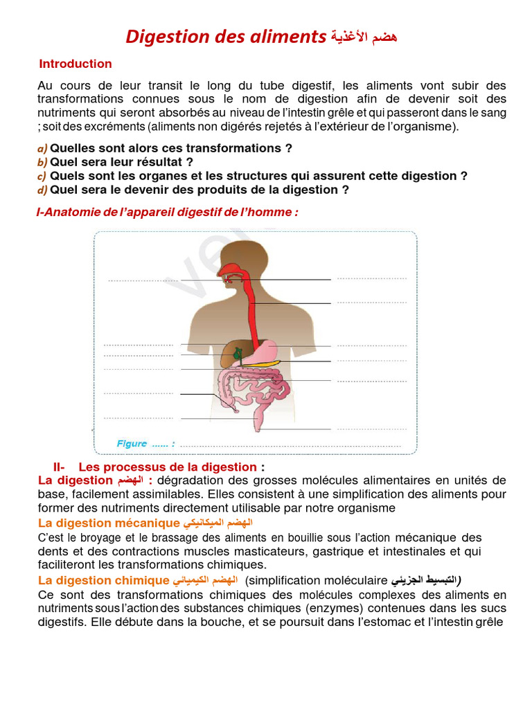 Digestion Des Aliments | PDF