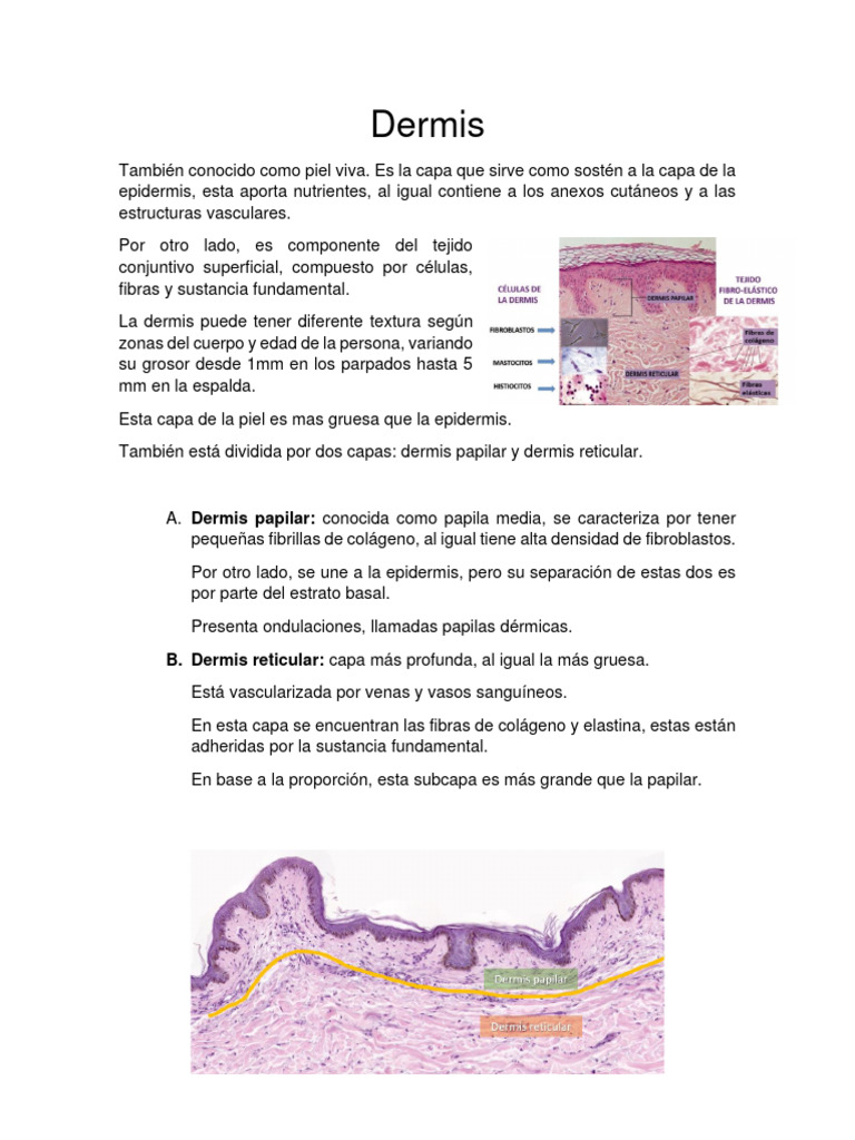 Dermis | PDF