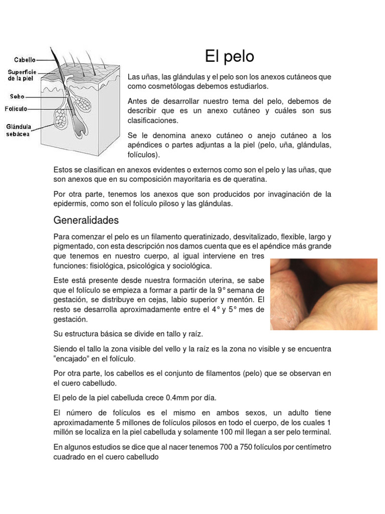 El Pelo | PDF