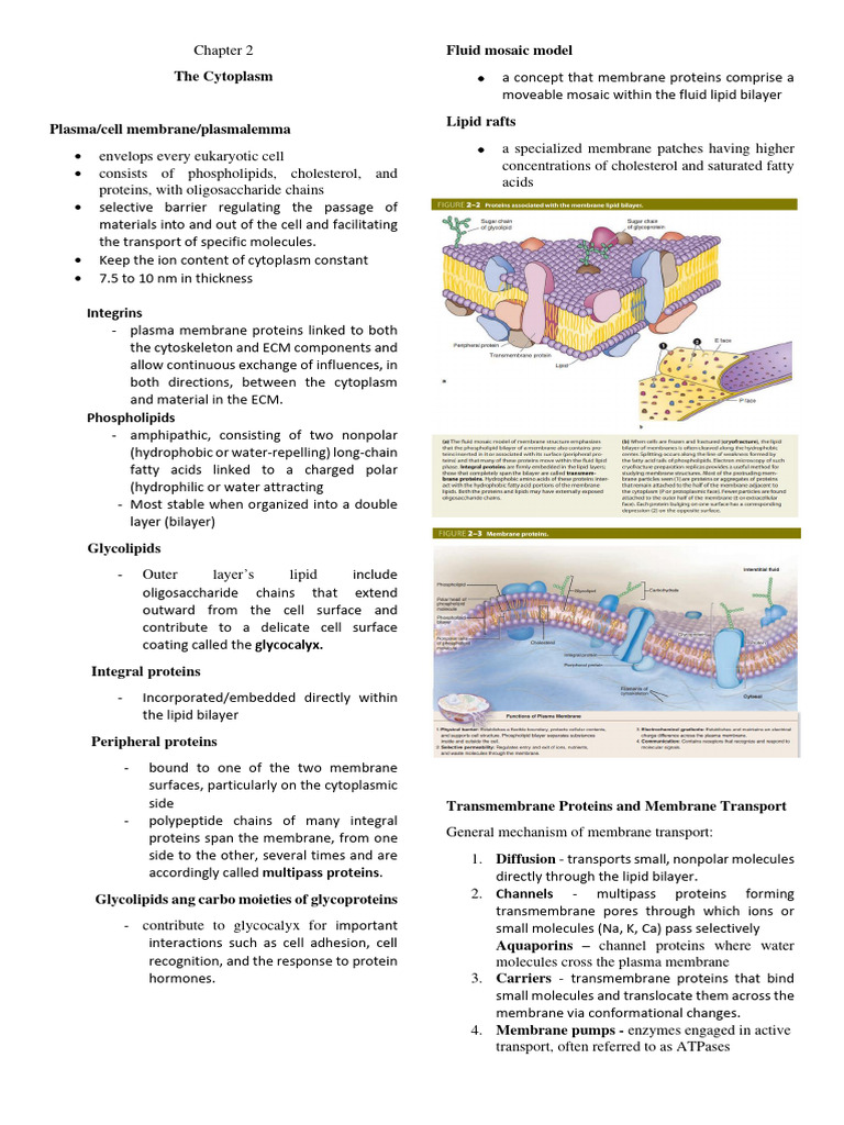 II. Chapter 2 (Cytoplasm) | PDF