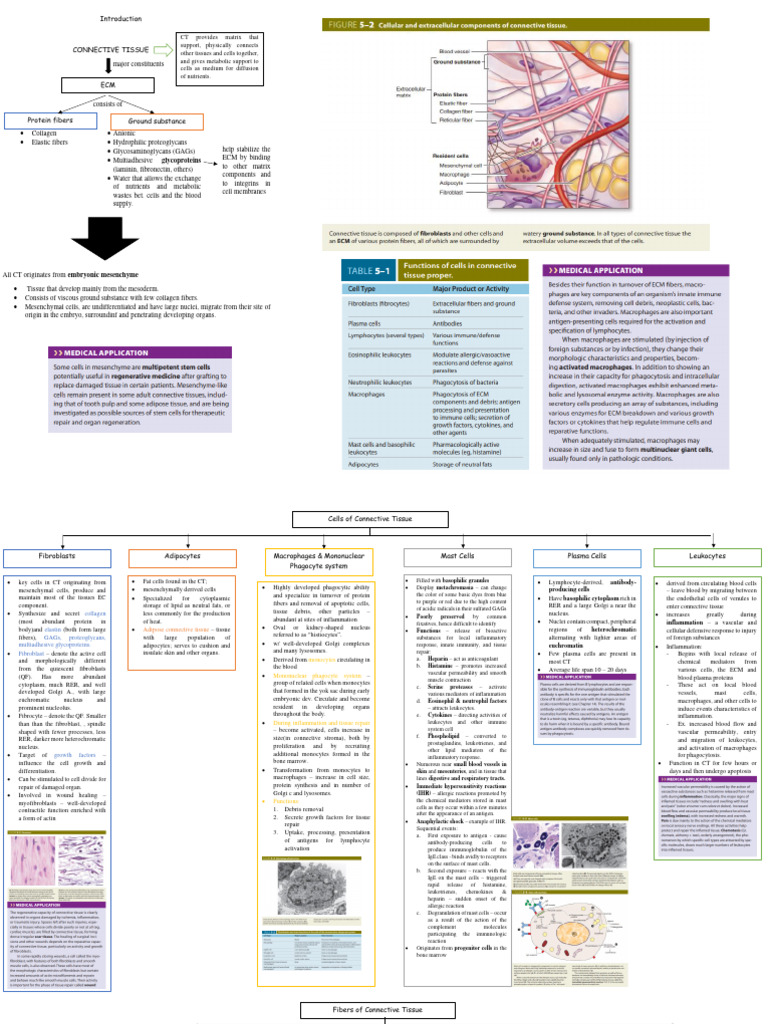 VI. Connective Tissues | PDF | Extracellular Matrix | Connective Tissue