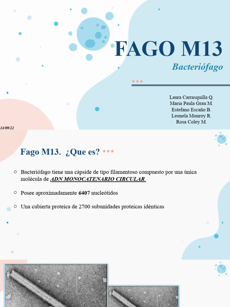 Bacteriofago M13 | PDF | Bacteriófago | Virus