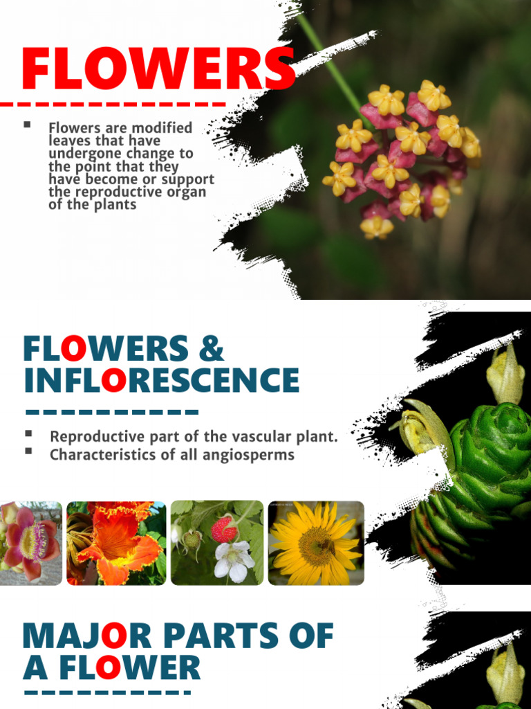 2 Reading Materials FBS011 Plant Morphology 2 (Flowers, Fruits, Seeds ...