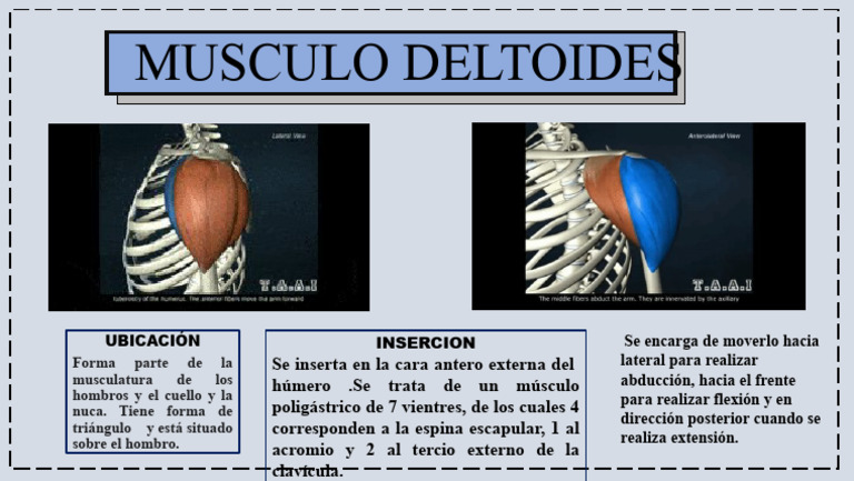 Musculo Deltoides | PDF