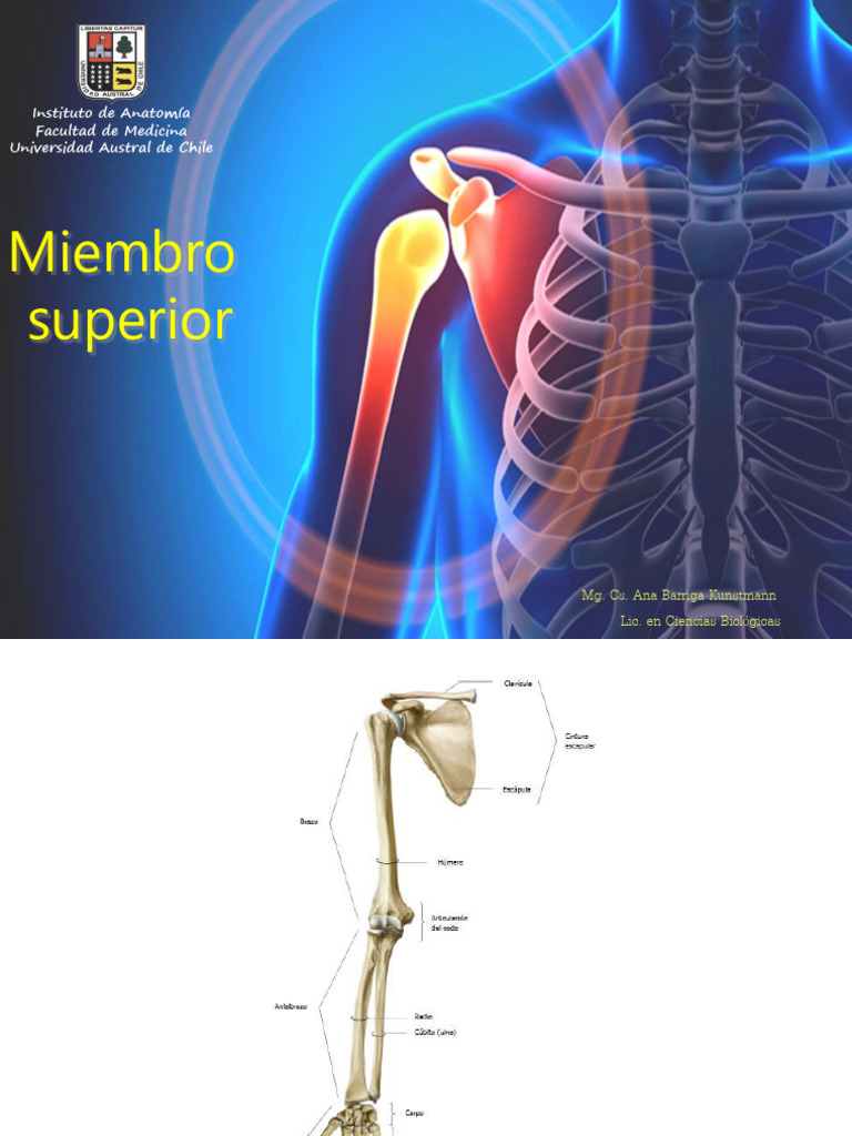 Clase 06 Anat 060 - Compressed | PDF | Codo | Mano
