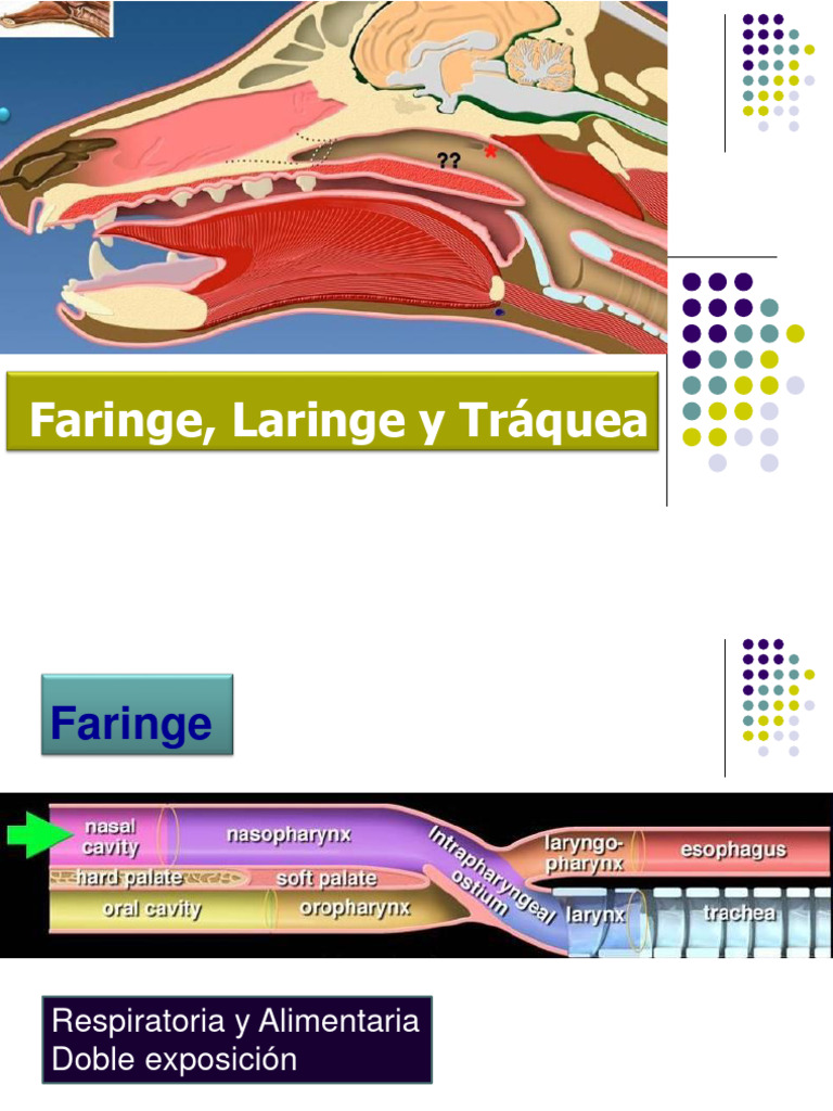 3 - Faringe Laringe y Tráquea | PDF