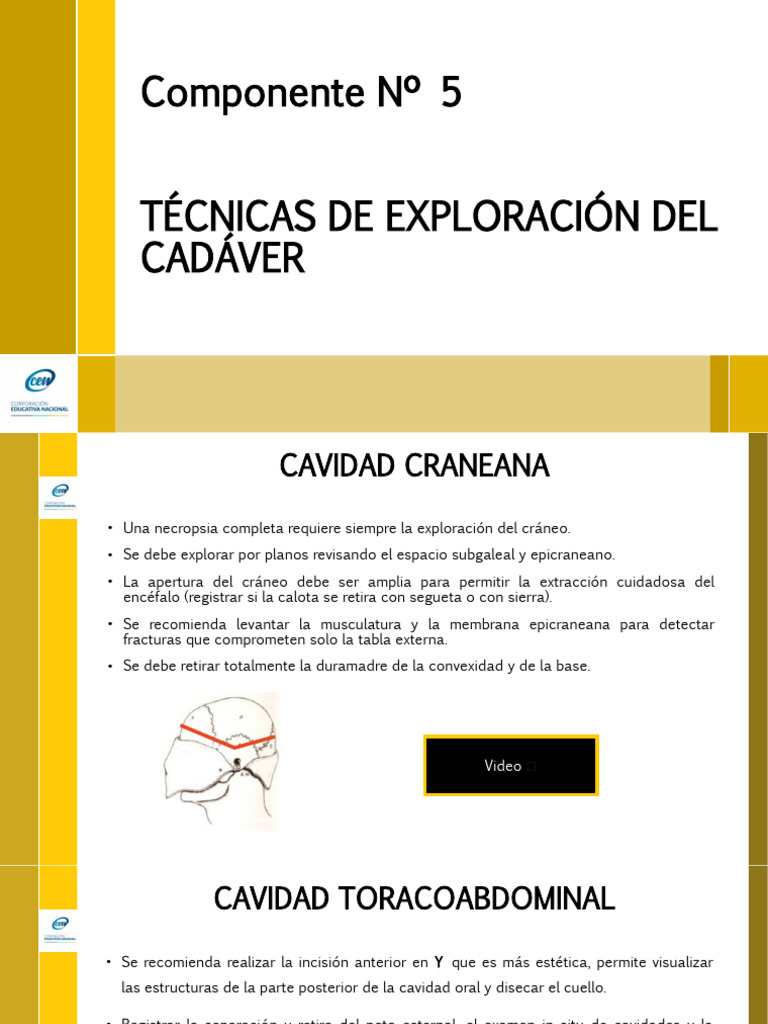 6 Sesión - Comp N5 Técnicas de Exploración Del Cadaver | Descargar gratis PDF | Abdomen | Zoología
