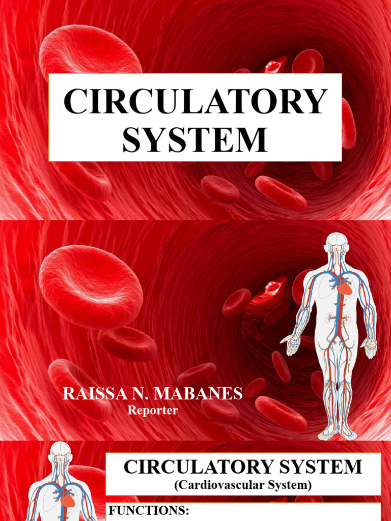 Circulatory System | PDF | Blood | Artery