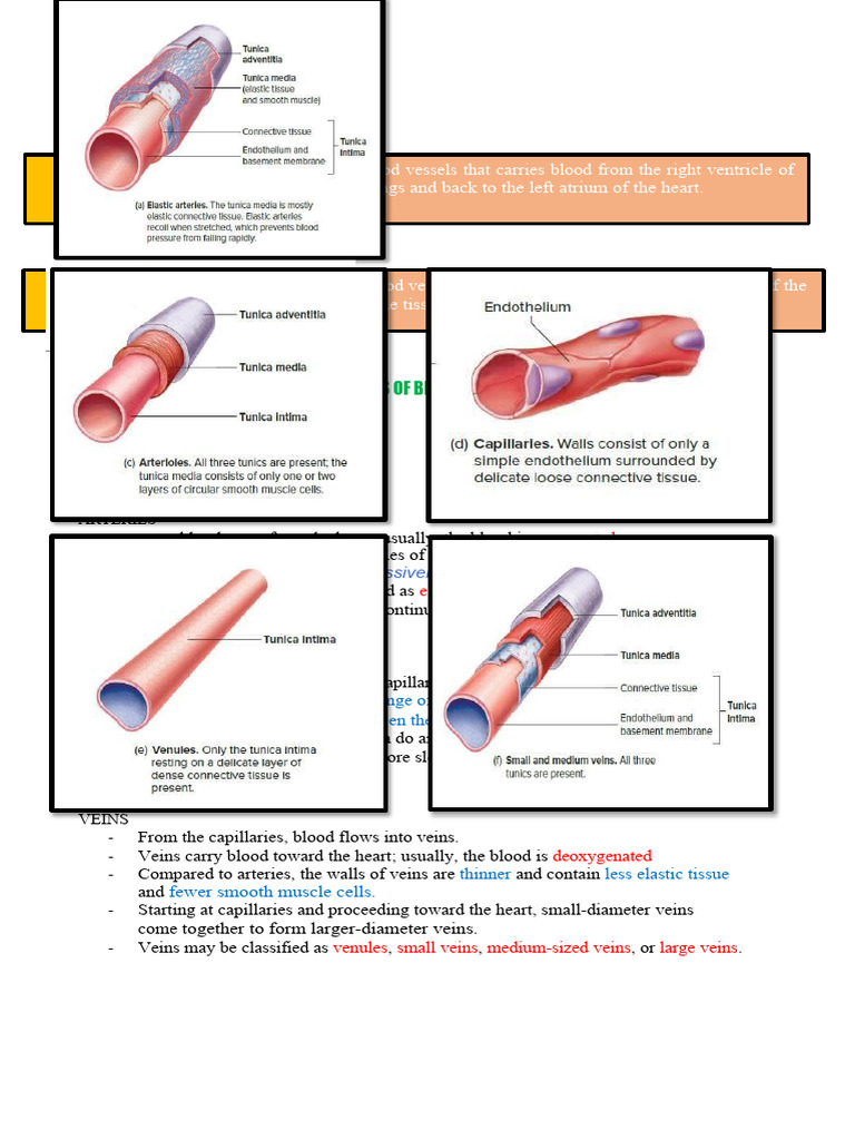 Cardiovascular System Blood Vessels | PDF | Aorta | Vein