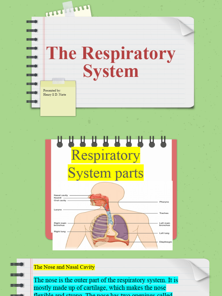 The Respiratory System | PDF