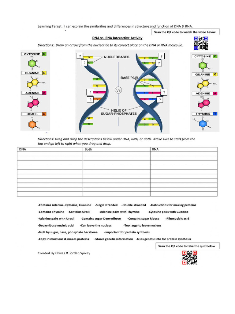 Difference Dna Rna | PDF