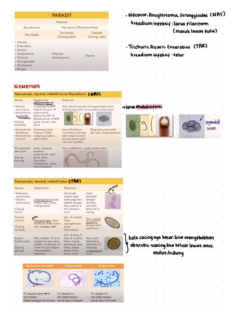 Penyakit Cacing Tambang | PDF