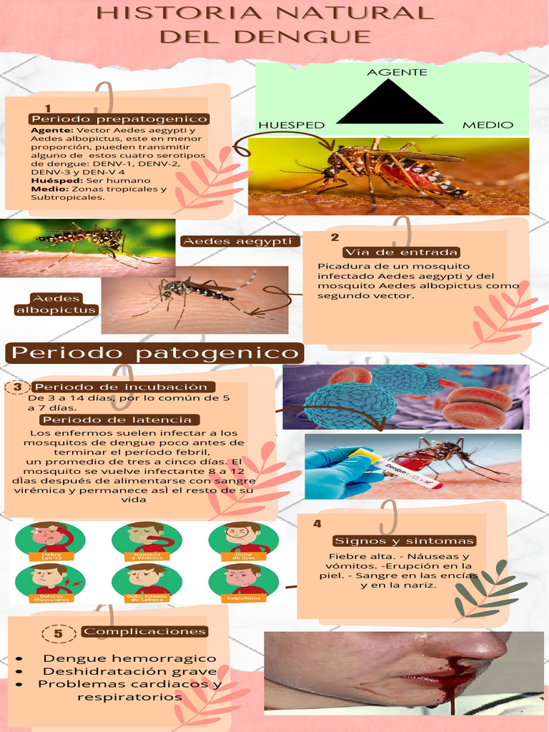 Historia Natural Del Dengue | PDF