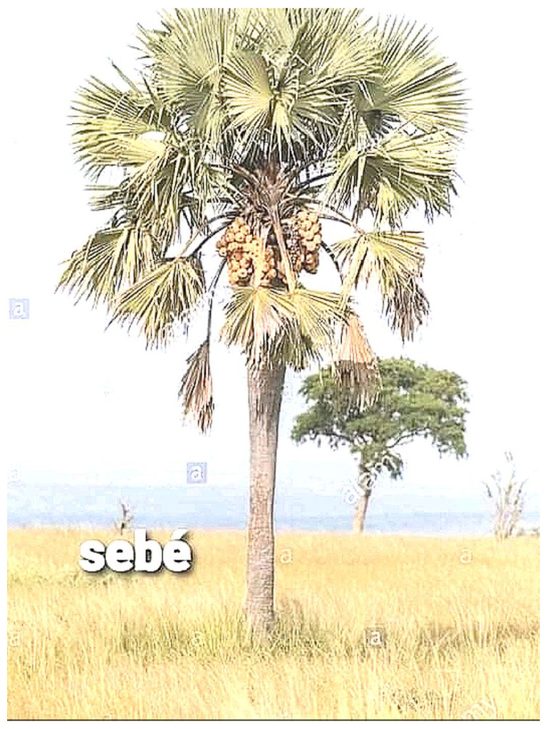 Les Noms Des Arbres en Bambara | PDF