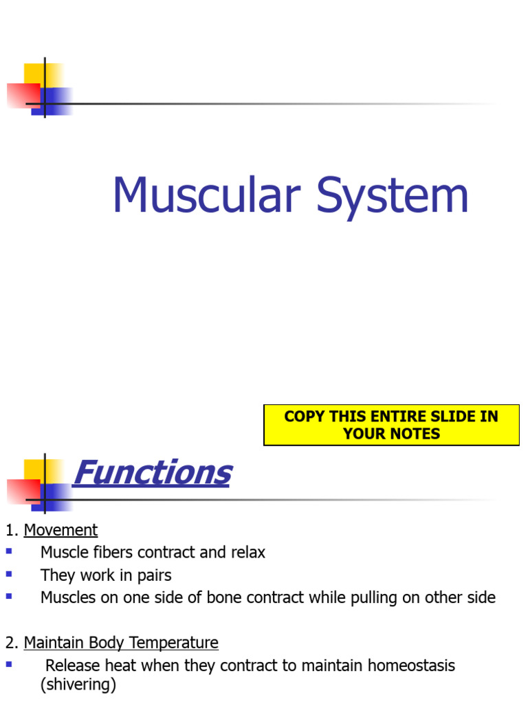 09 Muscular System Notes | PDF | Wellness