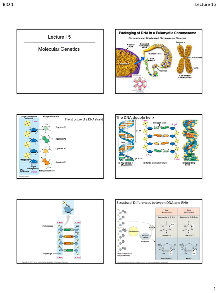 Lecture 15 - Molecular Genetics | PDF | Directionality (Molecular ...