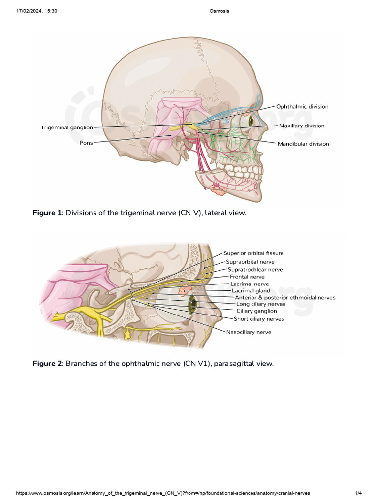 Anatomy of the trigeminal nerve (CN V)_ Video _ Osmosis | PDF