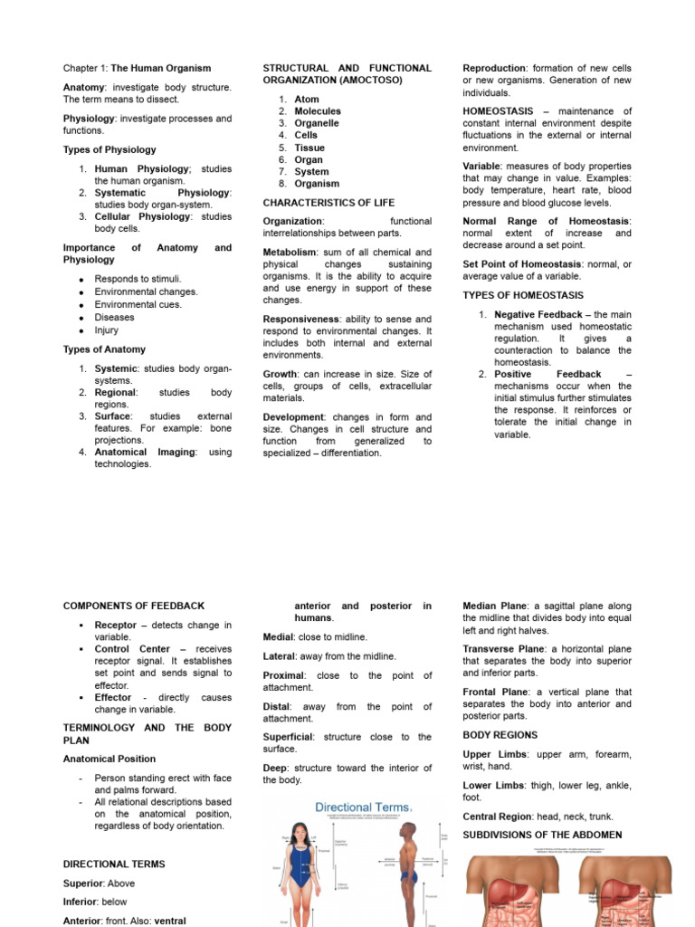 Anaphy Reviewer Chapter 1-2 | PDF | Anatomical Terms Of Location ...