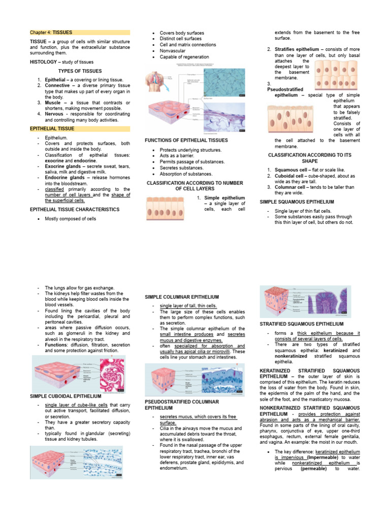 Chapter 4 Reviewer | PDF | Epithelium | Connective Tissue