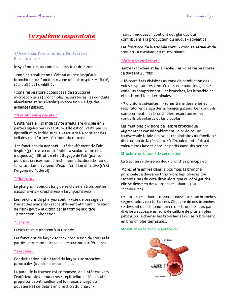 Anatomie et Mécanique du Système Respiratoire | PDF | Poumon | Respiration