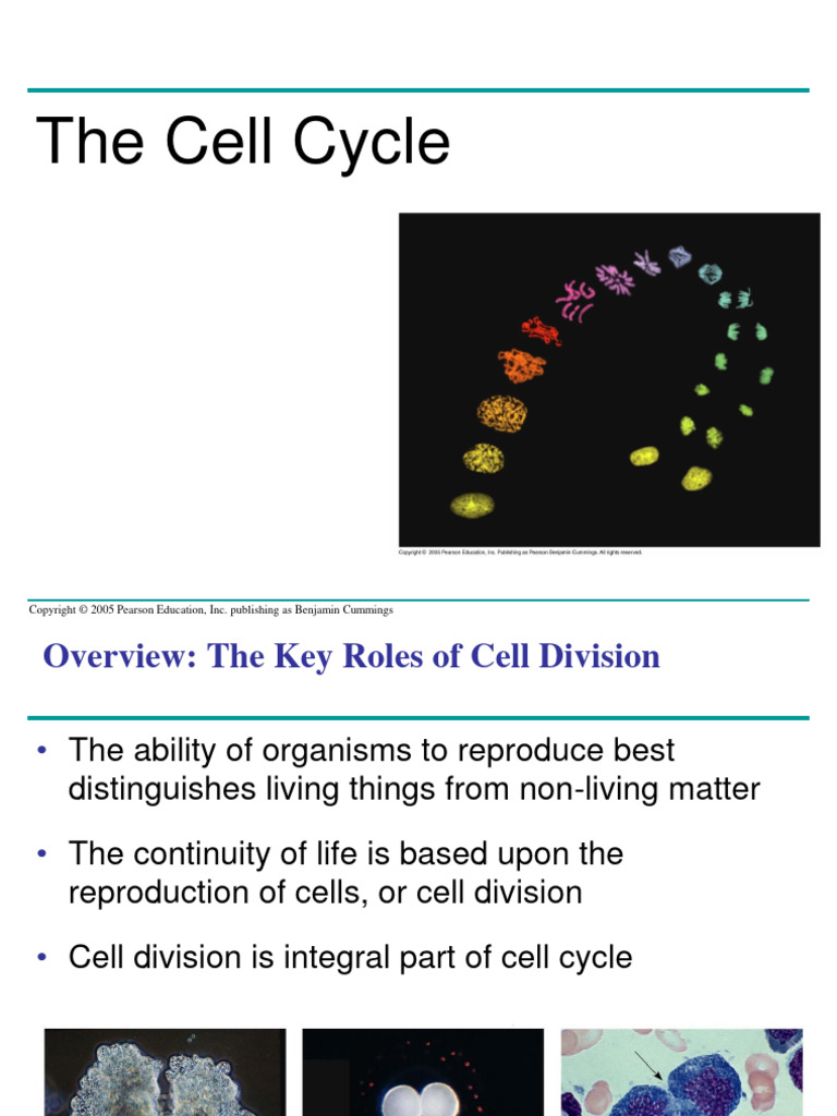 Cell Cycle - Class | PDF